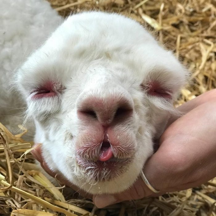 20 alpacas que harán de su especie tu favorita