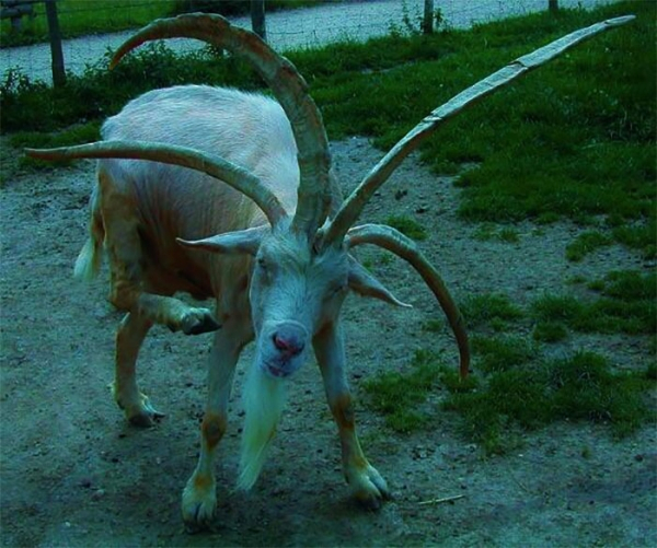 30 animales enojados que dan miedo pero también ríen