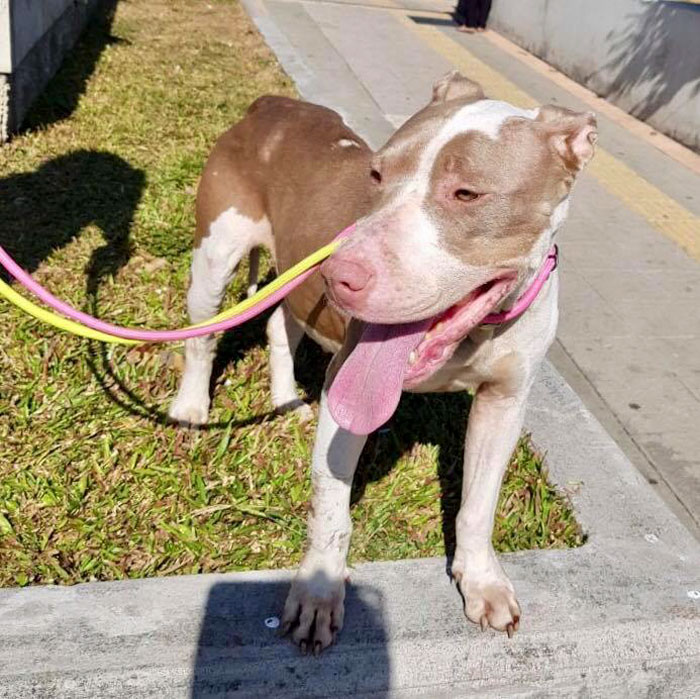 Salvas a un perro colgado de una cadena justo a tiempo