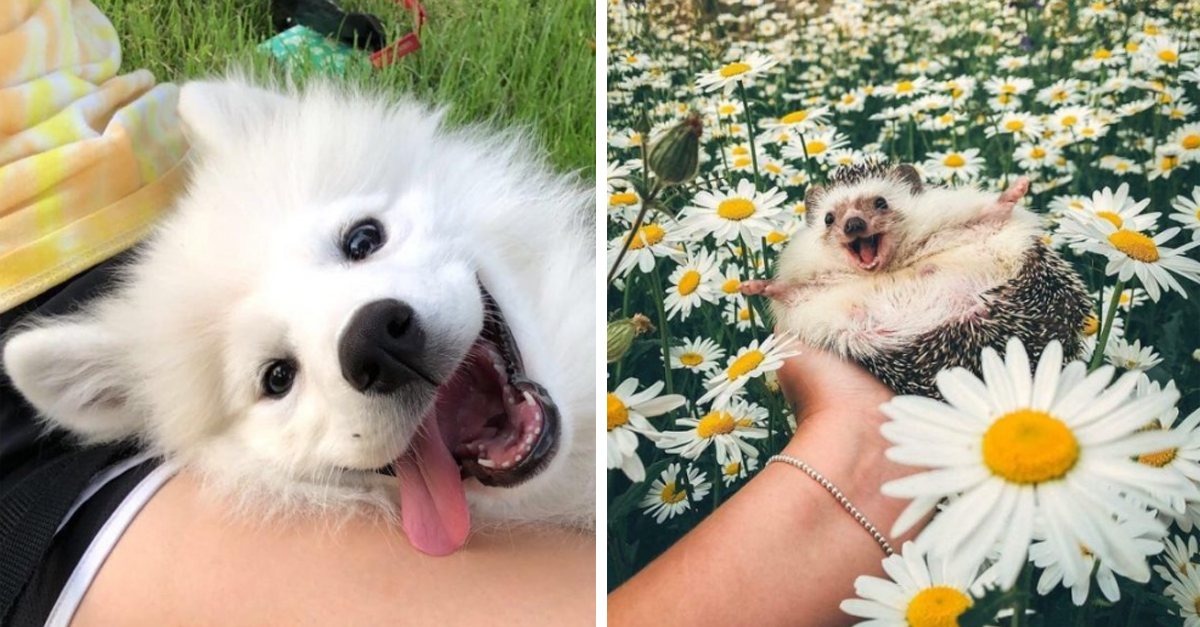 15 lindos animales que hacen que lo amargo sea bueno