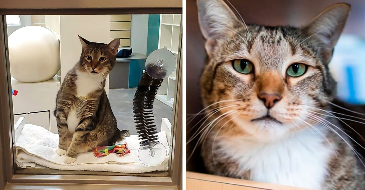 Gato "castigado" por dejar escapar a los animales del refugio