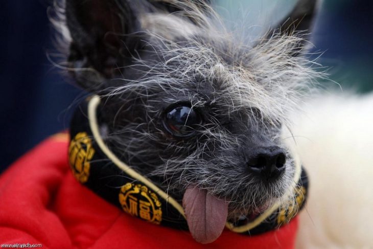 15 cachorros luchando por el título de los más feos