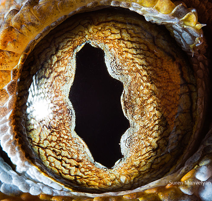 18 increíbles imágenes de ojos de animales salvajes