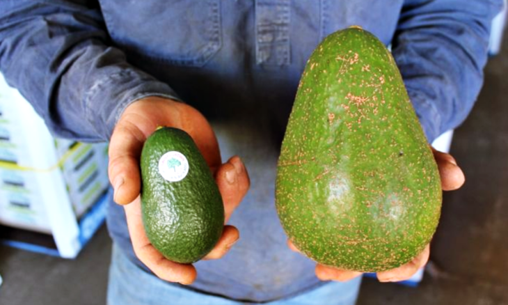 Avozilla, el aguacate gigante que te hará suspirar